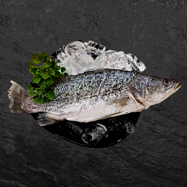 Whole Barramundi (400g to 600g) – Snow Treasures Singapore